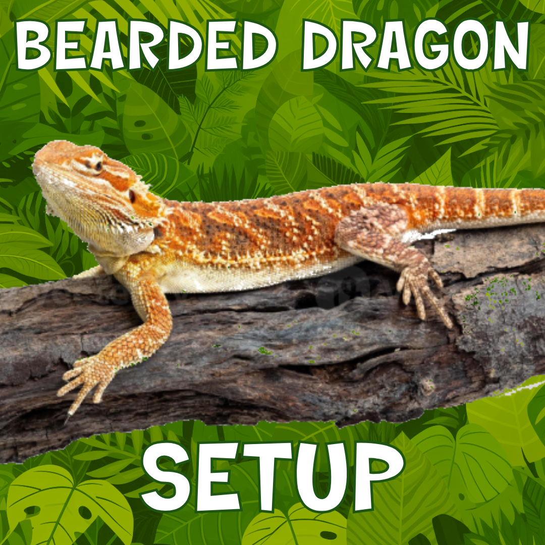 Lime Green Bearded Dragon
