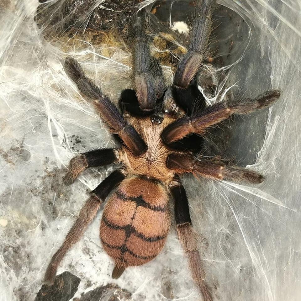 Indian Violet Earth Tiger (Chilobrachys fimbriatus) 1-2cm | Dragon's Den